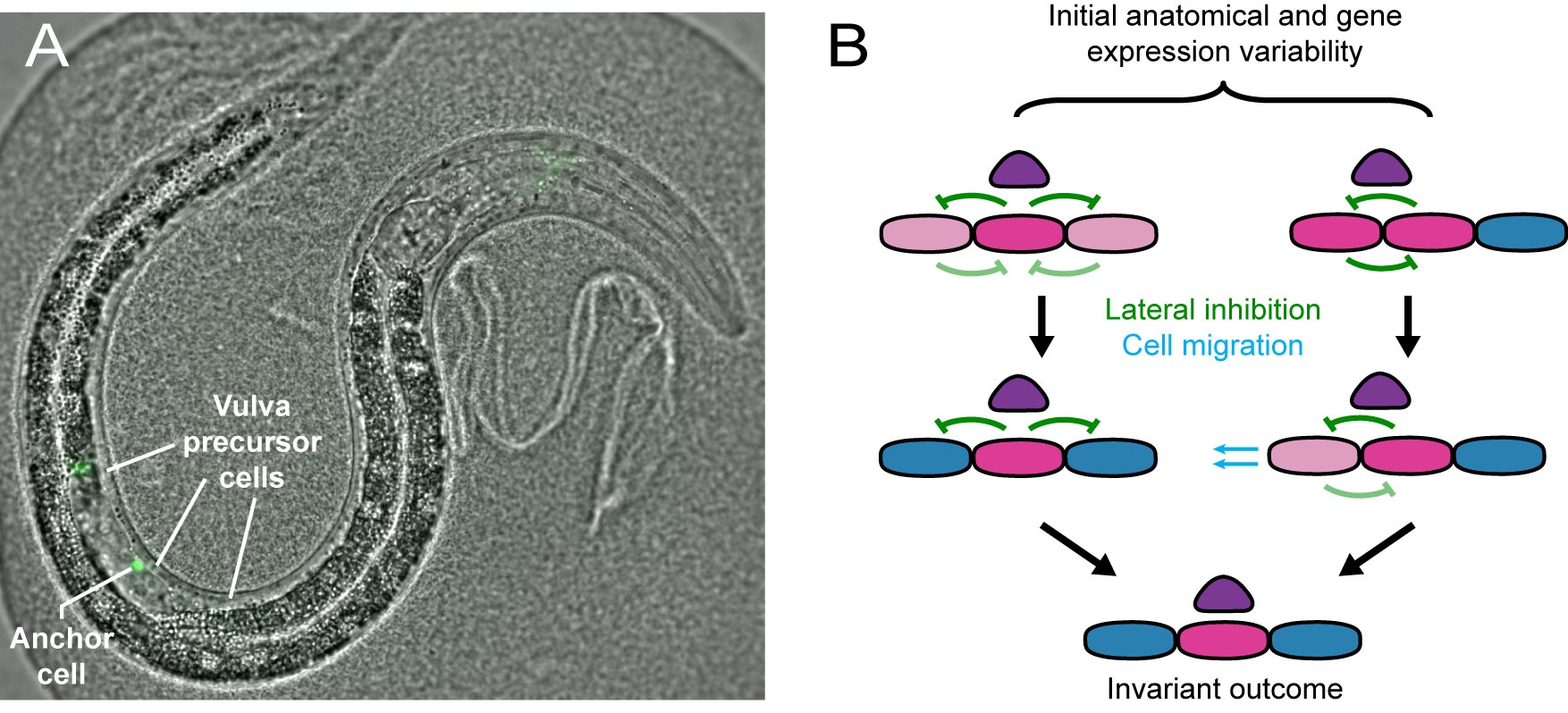 Adolescent worm provides insights into cell development : Canalisation ...