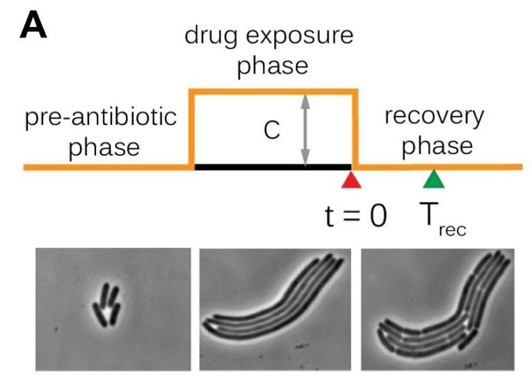 Stressed-out bacteria do measure up : As they grow, E. coli cells ...