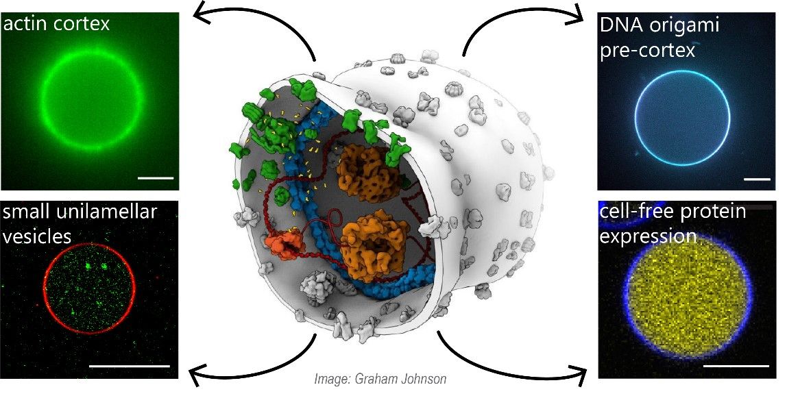 A new spin on making minimal cells - AMOLF