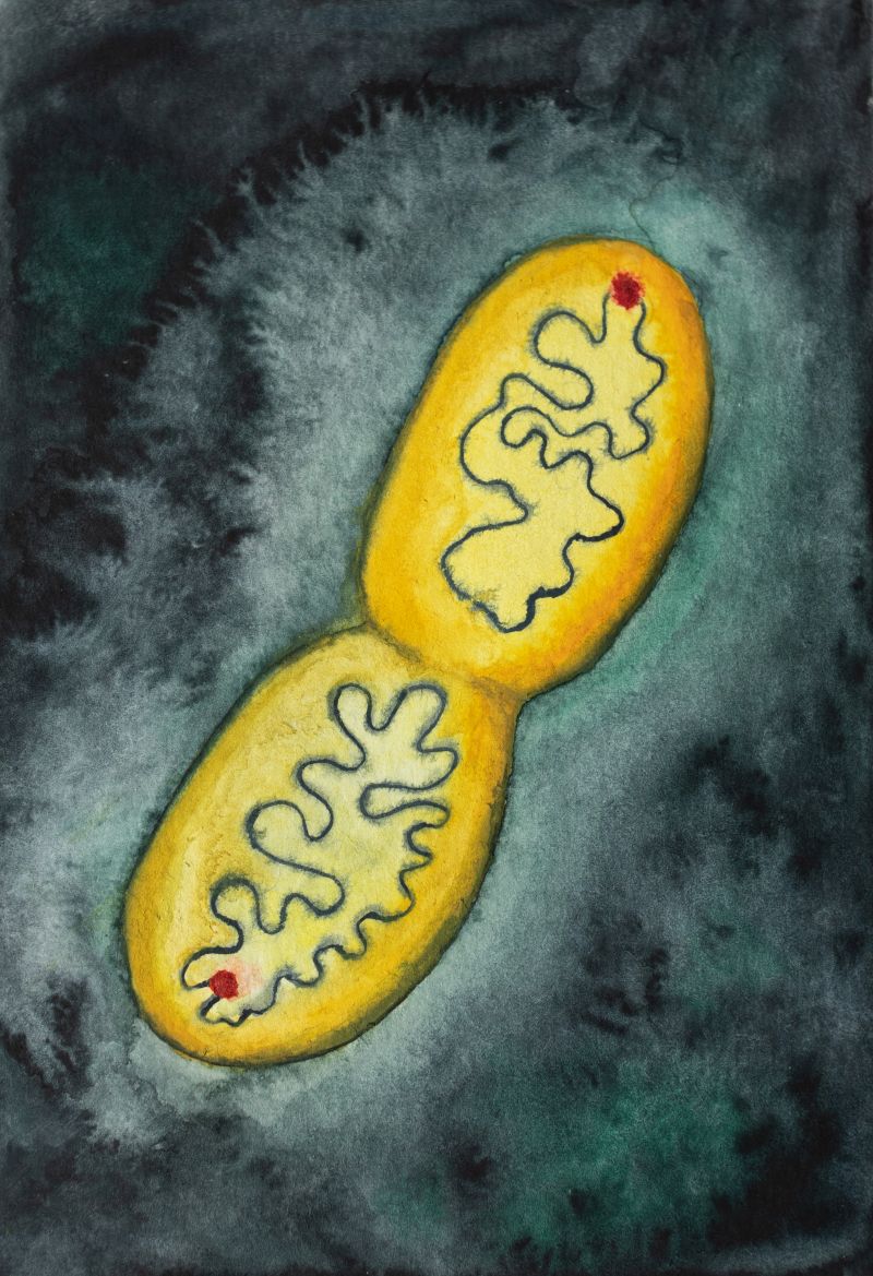 New model for reproduction of E. coli bacteria - AMOLF