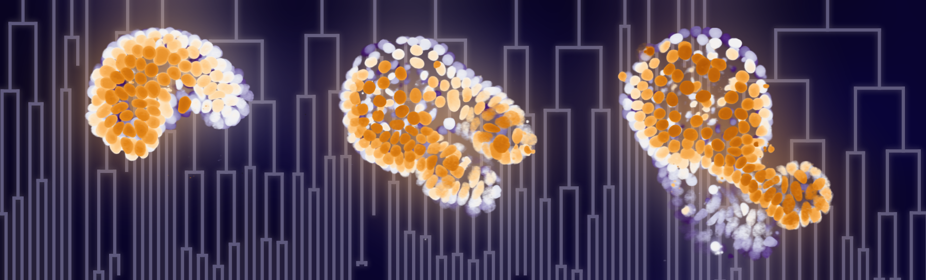 Daughter cells in the intestine do what their mother tells them - AMOLF
