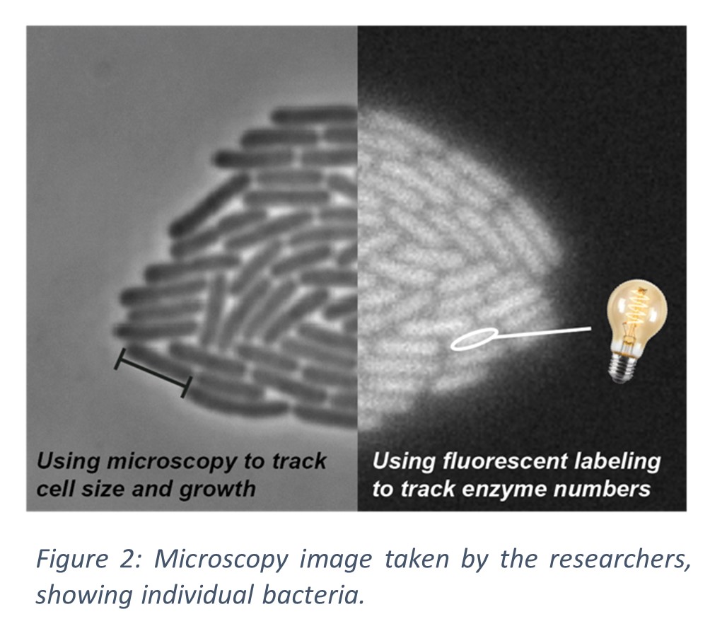 How bacteria cope with randomness - AMOLF
