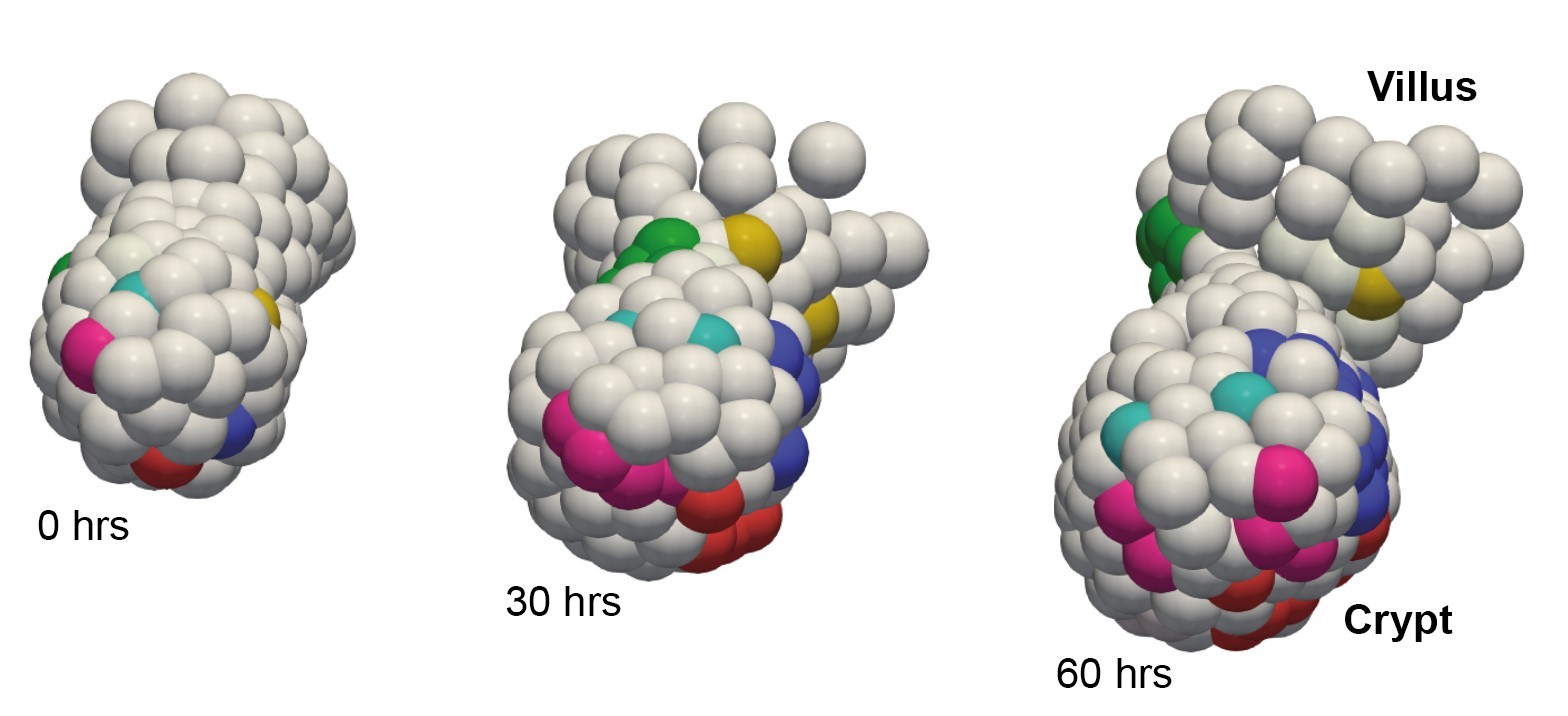 New algorithm improves ability to track movements of cells in organs ...